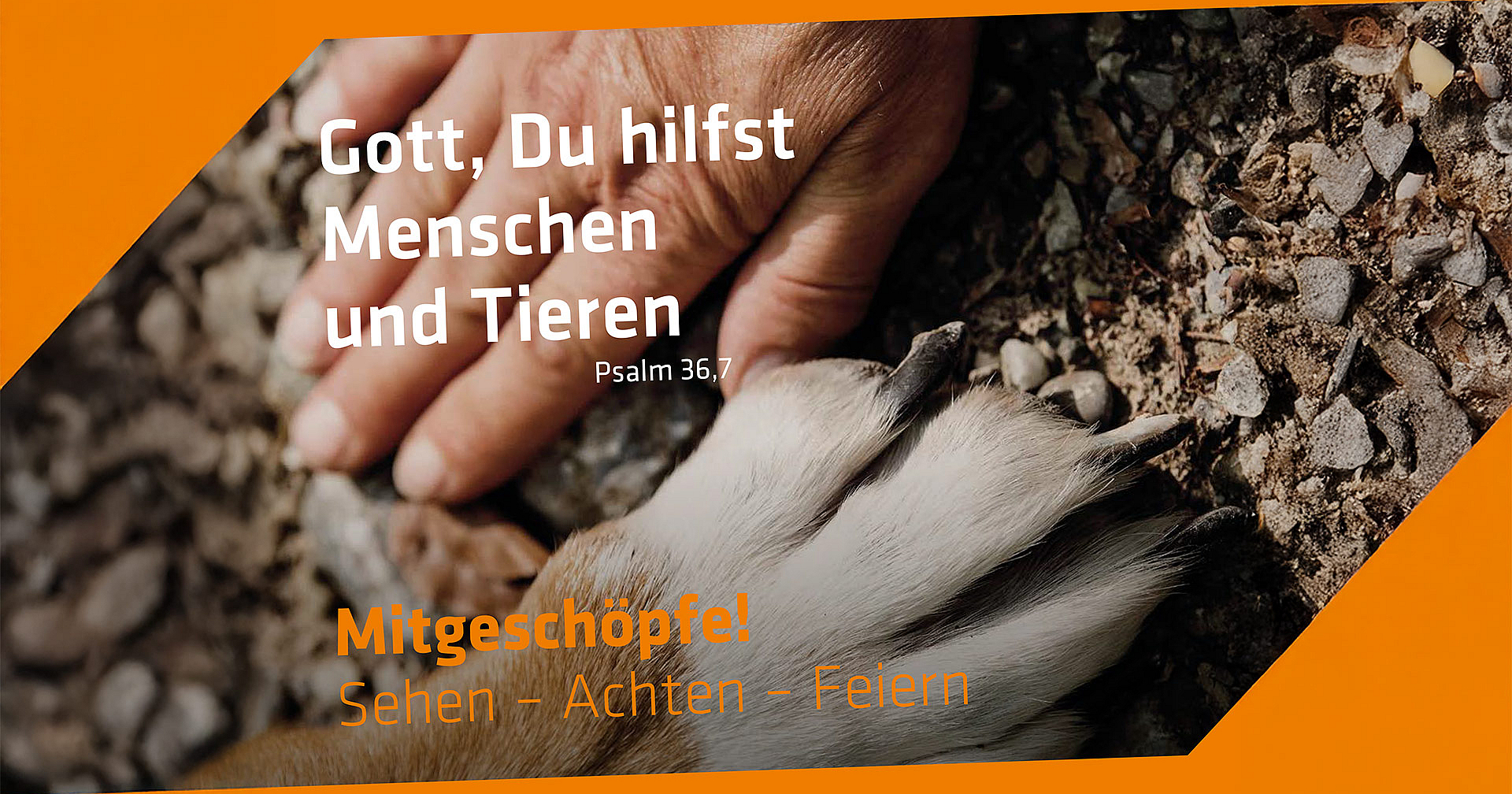 EKKW Website: Schöpfungstag 2025: Mensch und Tier im Fokus